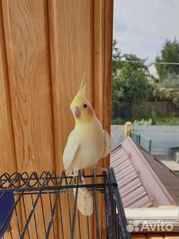 Попугай корелла с клеткой