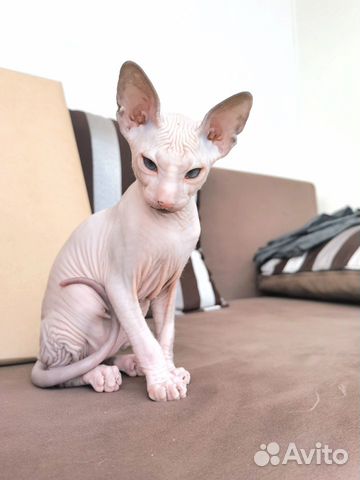 Сфинкс котенок в любимцы