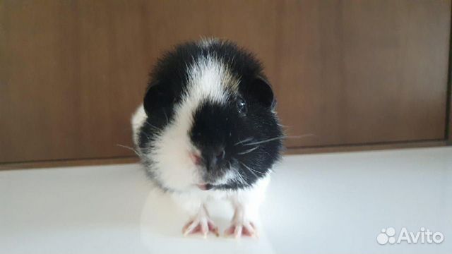Морская свинка американский тедди