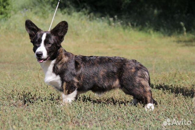 Щенок вельш-корги кардигана