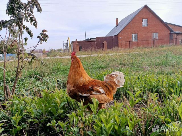 Мини-мясная палевая