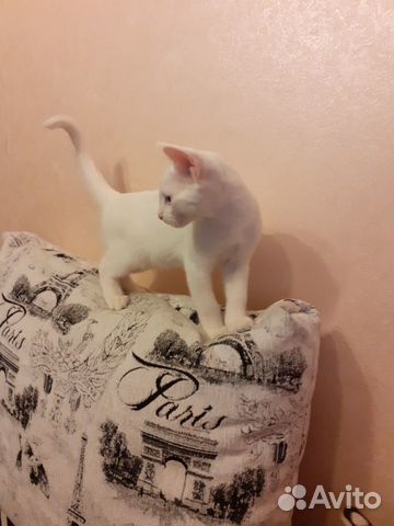 Разный цвет глаз