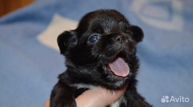 Метис шпица и пекинеса