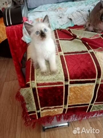 Невская маскарадная