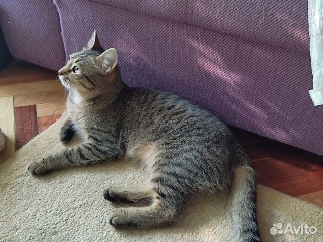 Котик 7 месяцев в добрые руки