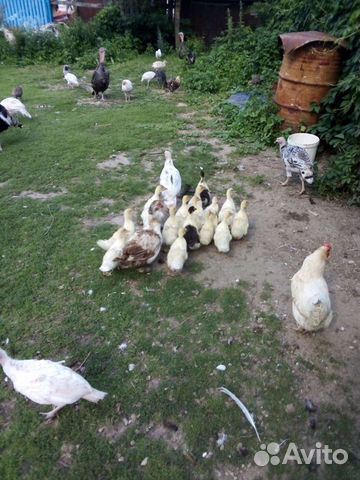 Индоутята обмен