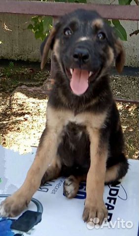 Метис в добрые руки