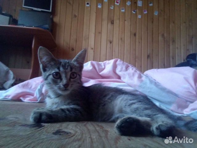 Кошки в добрые руки. Девочка 4-5месяцев