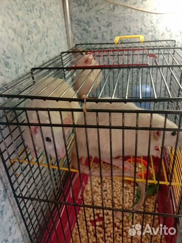 Крыса декоративная