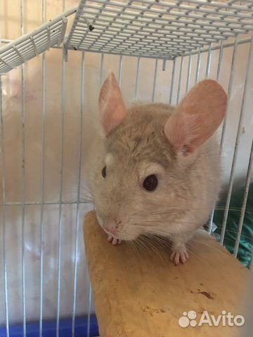 Шиншилла и клетка