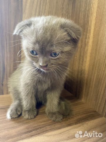 Шотландский котёнок