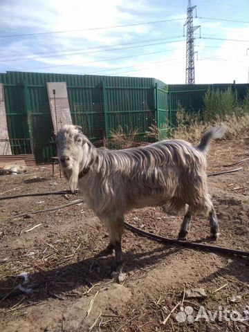 Козел Ламанча