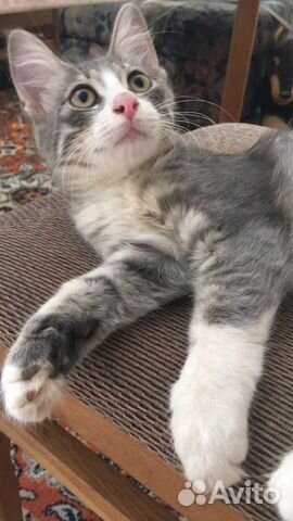 Курносый Серега ищет дом