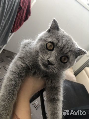 Шотландские котята