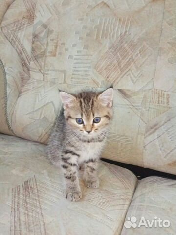 Тигровый котёнок