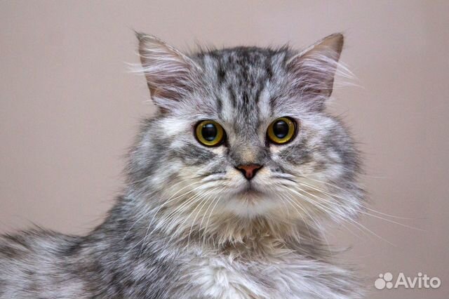 Годовалый котенок Перчик ищет свою идеальную семью