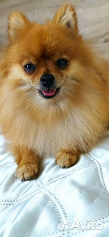 Померанский шпиц мини