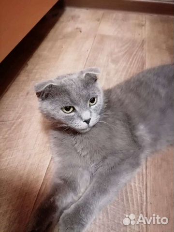 Кошка