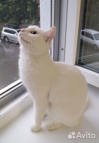 Кошка Снежа ищет хощяина. В хорошие руки