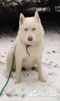 Сибирский Хаски в добрые руки