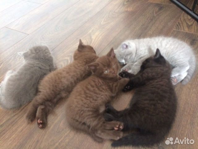 Британские котята