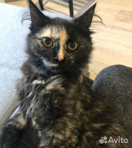 Котенок черепахового окраса с роскошным хвостом