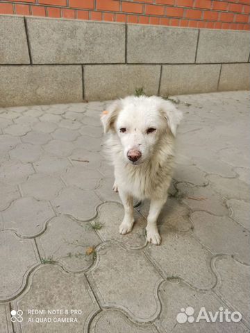 Ищет дом мелкий пёсик Бельчик