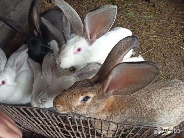 Кролики великаны