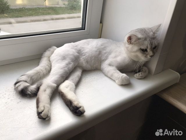 Кот