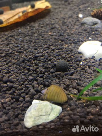 Неретина волосатая