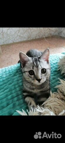 Кошка в добрые руки