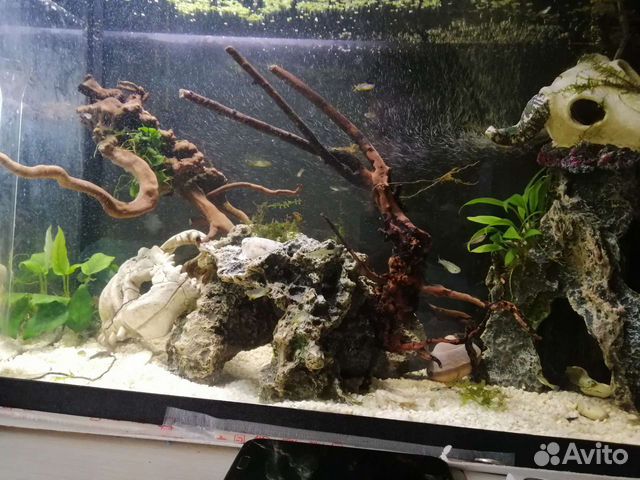 Отдам гупяшек