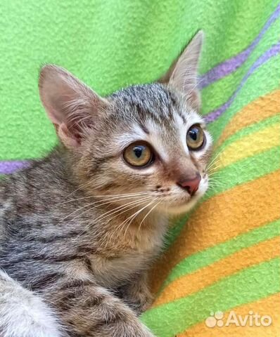 Миниатюрная малышка Карамелька, 4 месяца