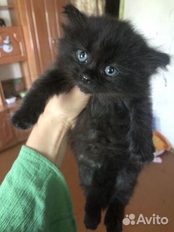 Котенок