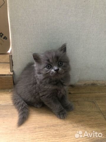 Котята британские