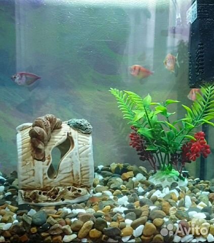 Аквариум готовый