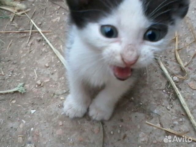 Отдам серых с белым котят в хорошие руки