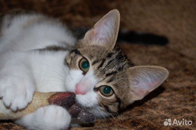 Котенок 3 мес Ксюша