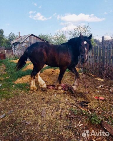 Красавица кобыла Владимирский тяжеловоз