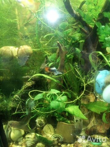 Аквариумные рыбки бесплатно