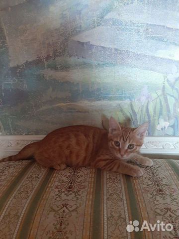 Рыжая кошечка