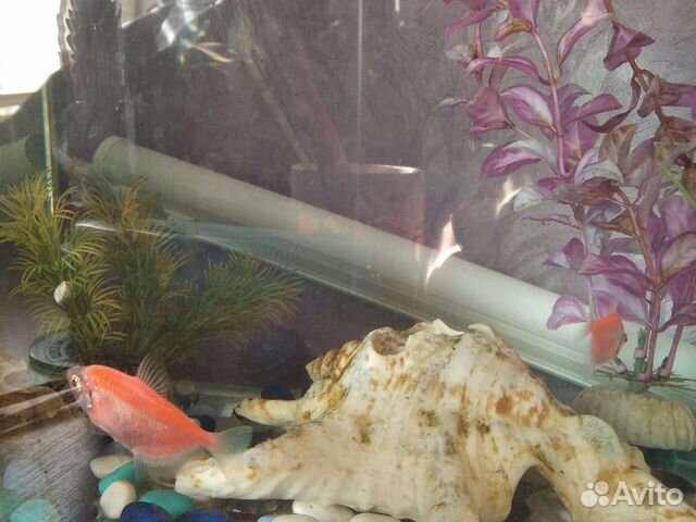 Теренция карамелька