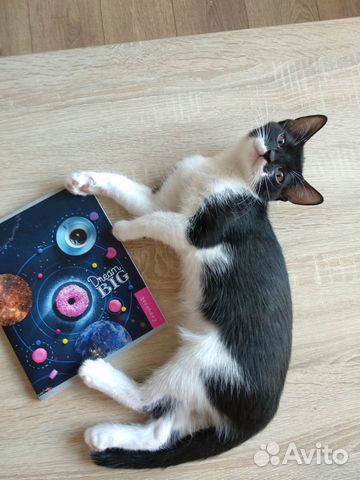 Добрый и ласковый котенок ищет хозяев