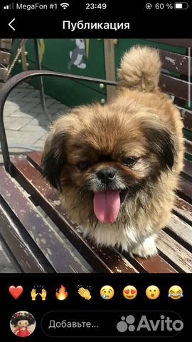 Пекинес найден