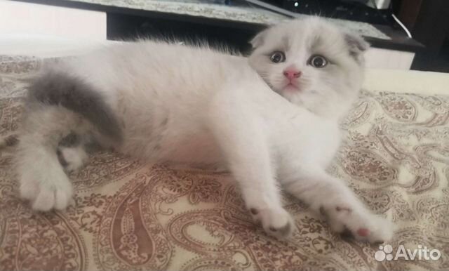 Кошки шотландцы