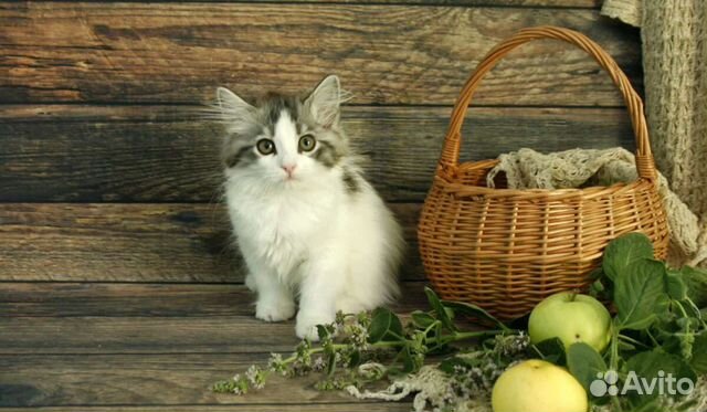 Сибирские котята из питомника