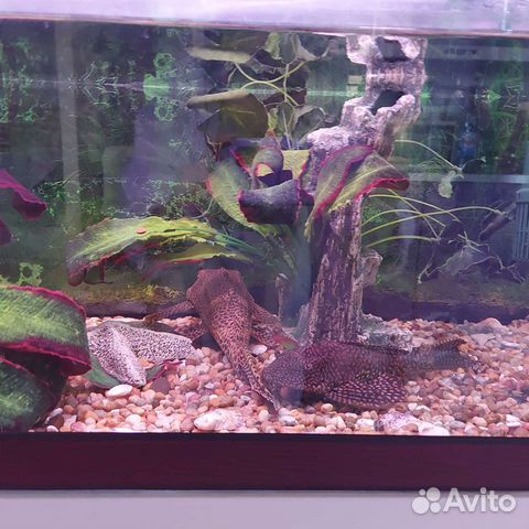 Аквариум с оснащением
