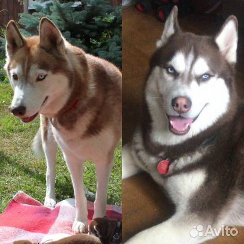 Коричневые щенки Хаски