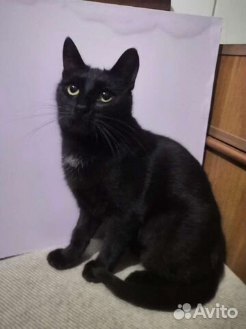 Кошка в добрые руки