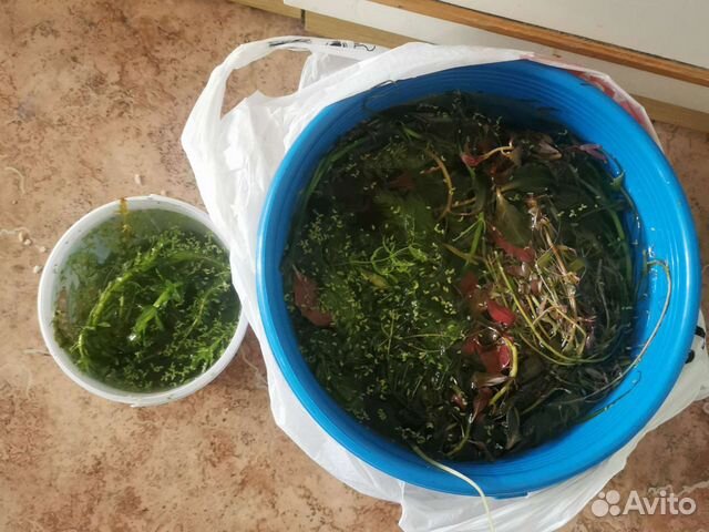 Аквариумные растерия